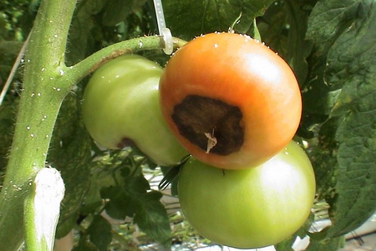 Blossom End Rot in Tomatoes: Causes, Control & Prevention